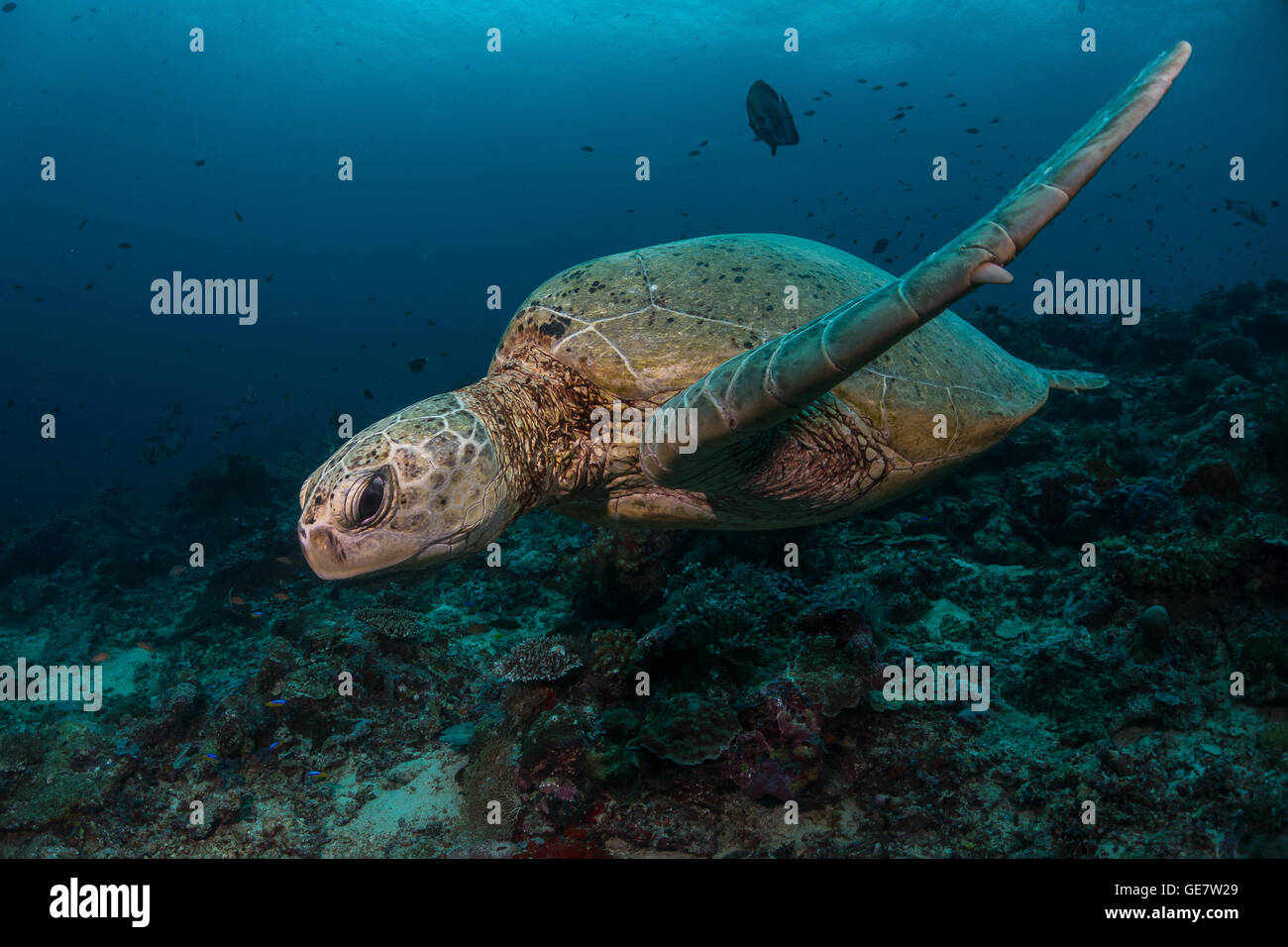 Underwater sea ocean turtle wideanlge coral reef scuba diving adventure ...
