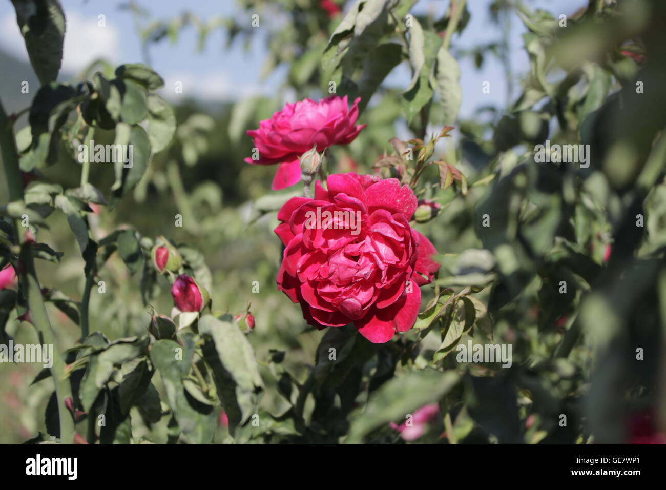 picture of rose Stock Photo - Alamy