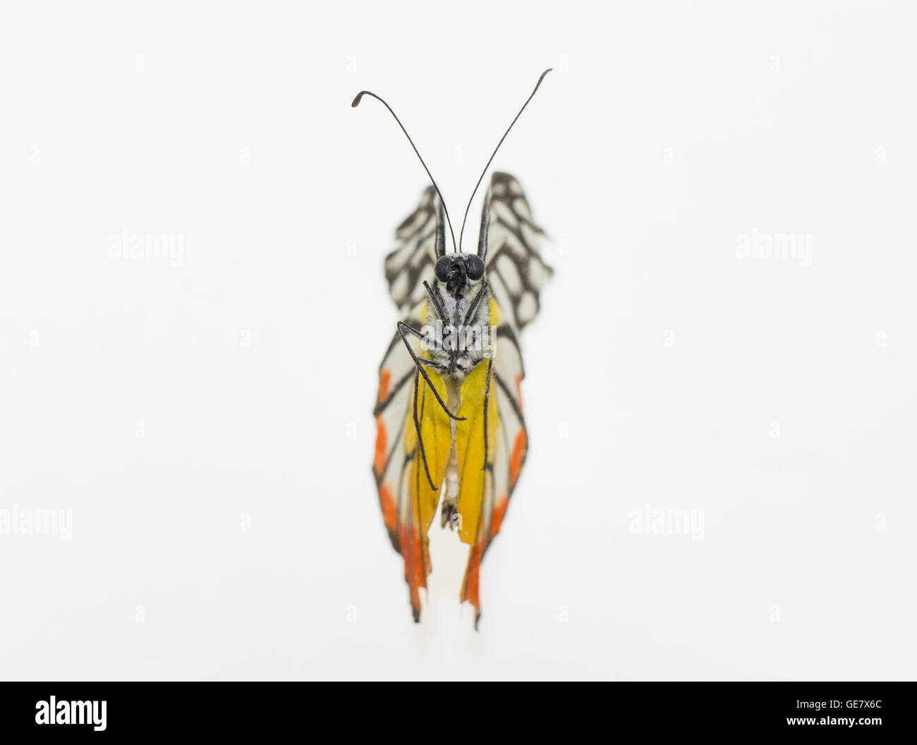 Red and yellow butterfly hi-res stock photography and images - Alamy