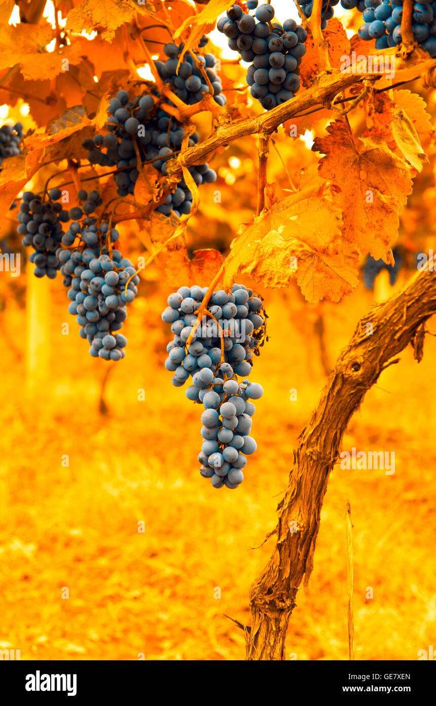 vintage image of grape Stock Photo - Alamy