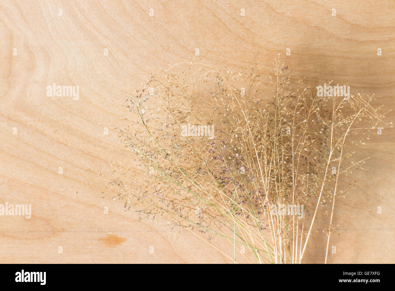 Decorative dry flower hi-res stock photography and images - Alamy