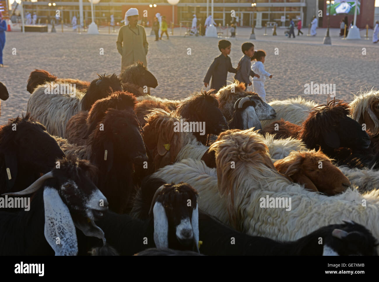 Goats gathering in Dar Alsaai Stock Photo - Alamy