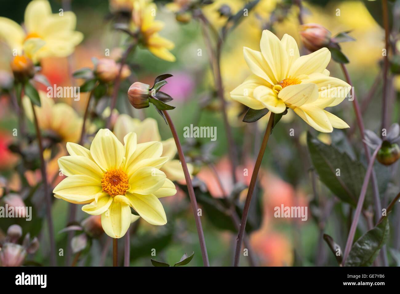 Dahlia Classic Summertime Stock Photo - Alamy