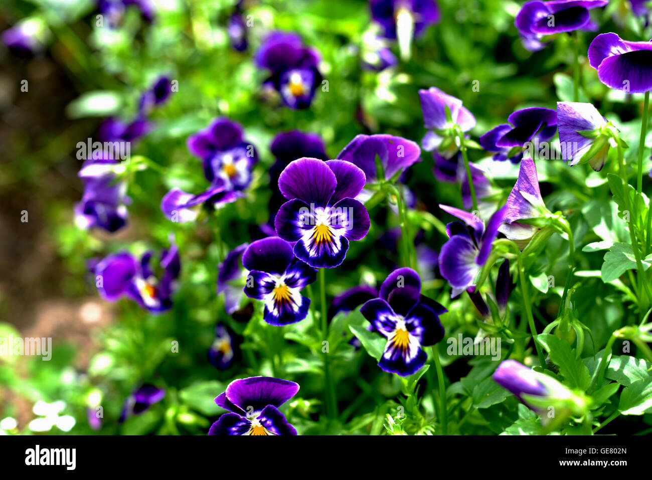Live flowers hi-res stock photography and images - Alamy