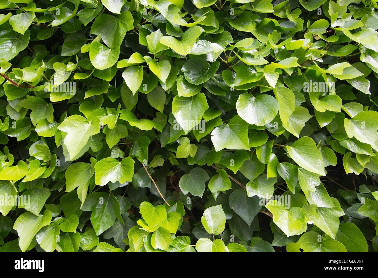 Green vine foliage abstract background wall texture with copy space ...