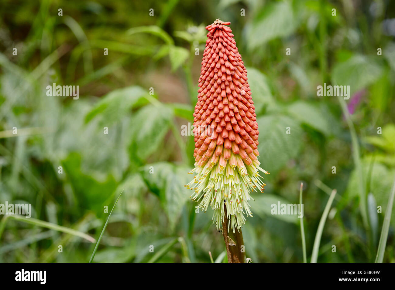 A Red hot poker spike with a oof background Stock Photo - Alamy