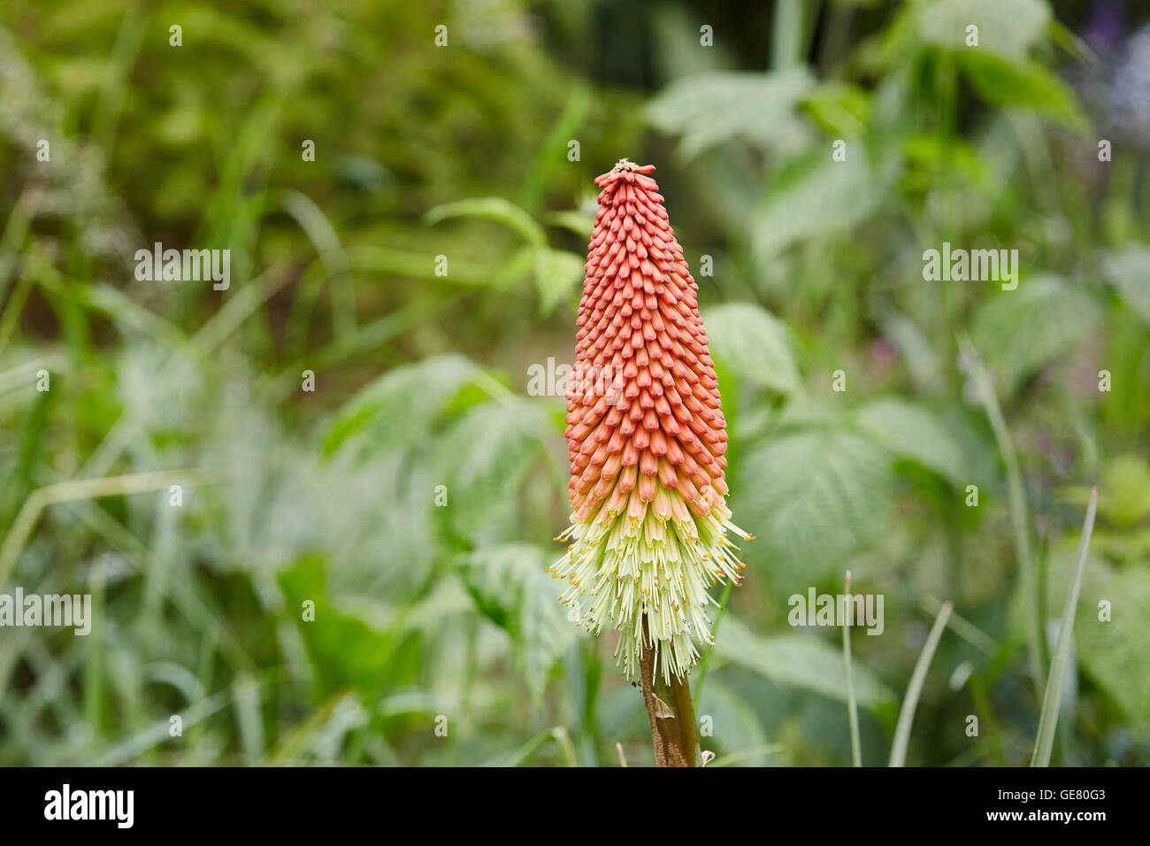 A Red hot poker spike with a oof background Stock Photo - Alamy