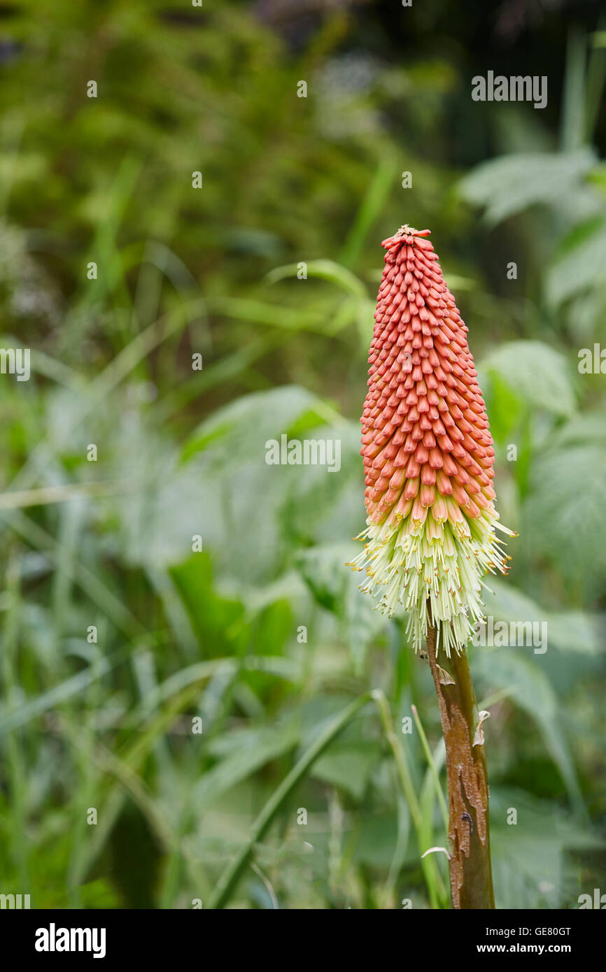 A Red hot poker spike with a out of focus background Stock Photo - Alamy