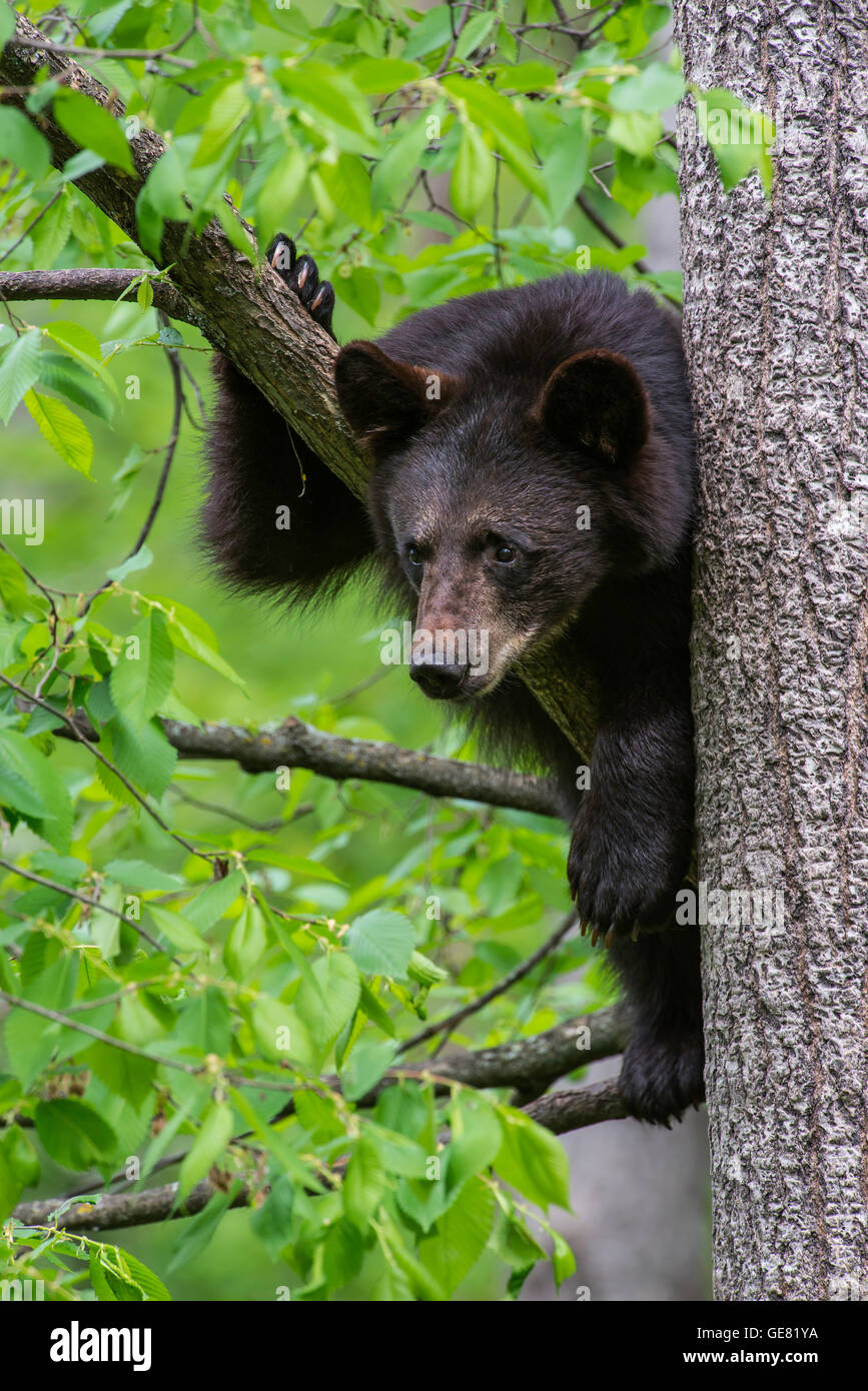 Black bear yearling hi-res stock photography and images - Alamy