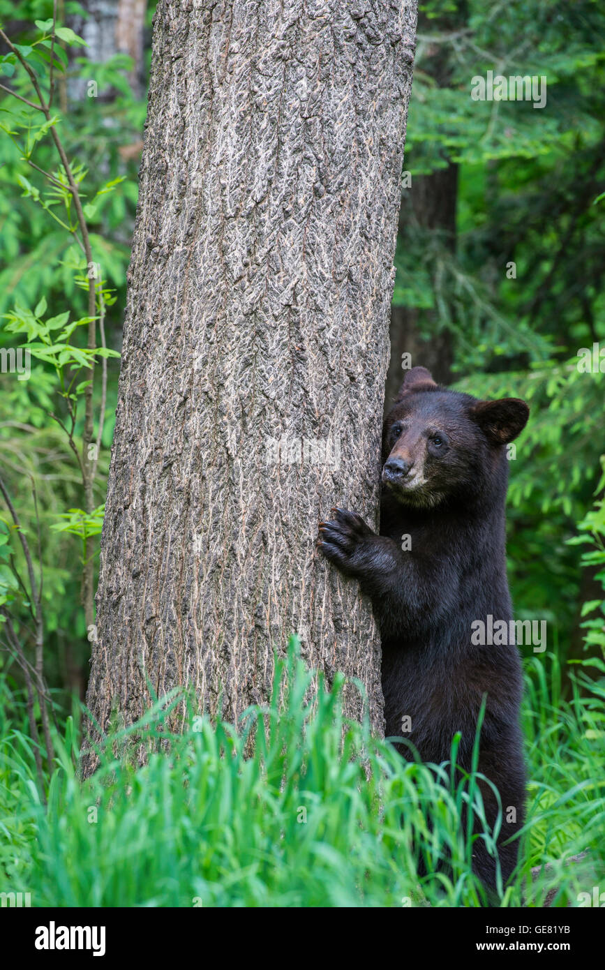Black bear scratching hi-res stock photography and images - Alamy