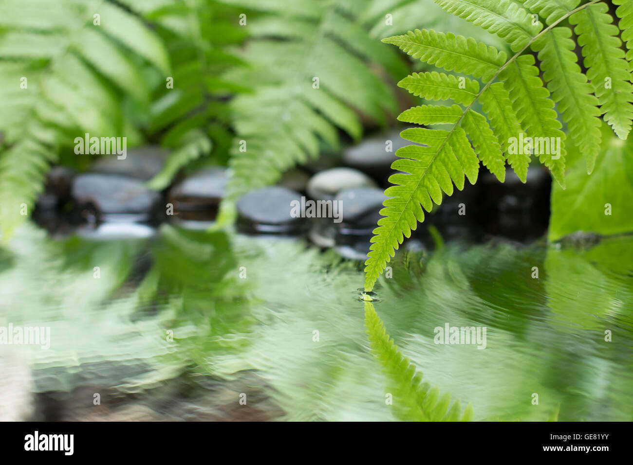 Pebble plant hi-res stock photography and images - Alamy