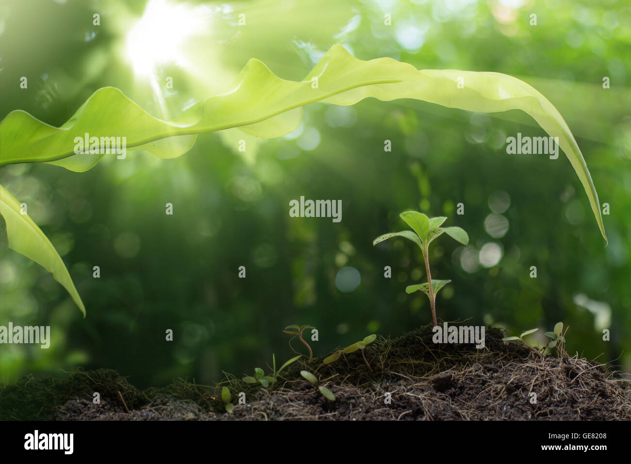 young plant growing under long leave with sunrise in forest background ...