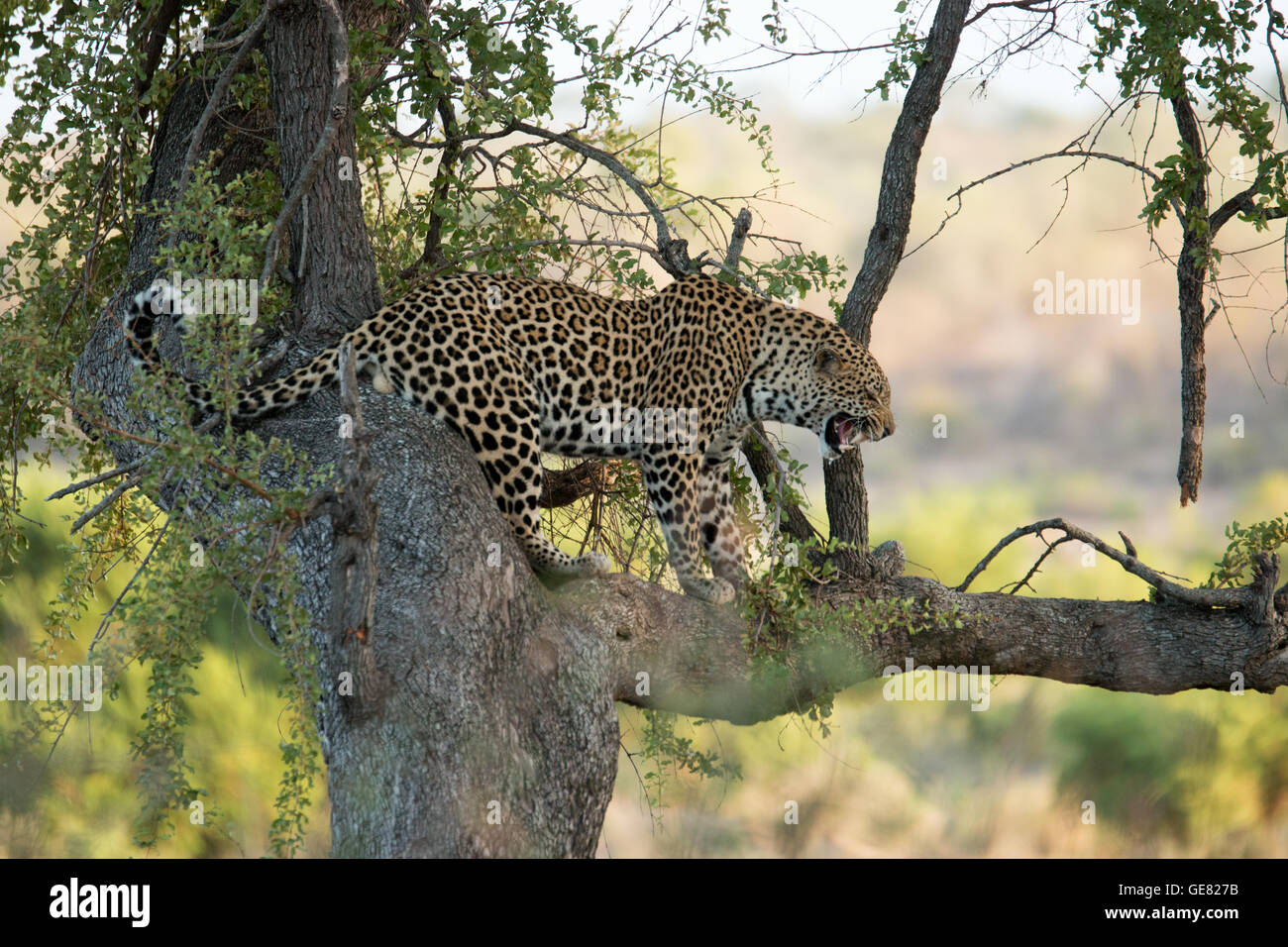 Leopard growling from up in a tree in the Kruger National Park, South ...