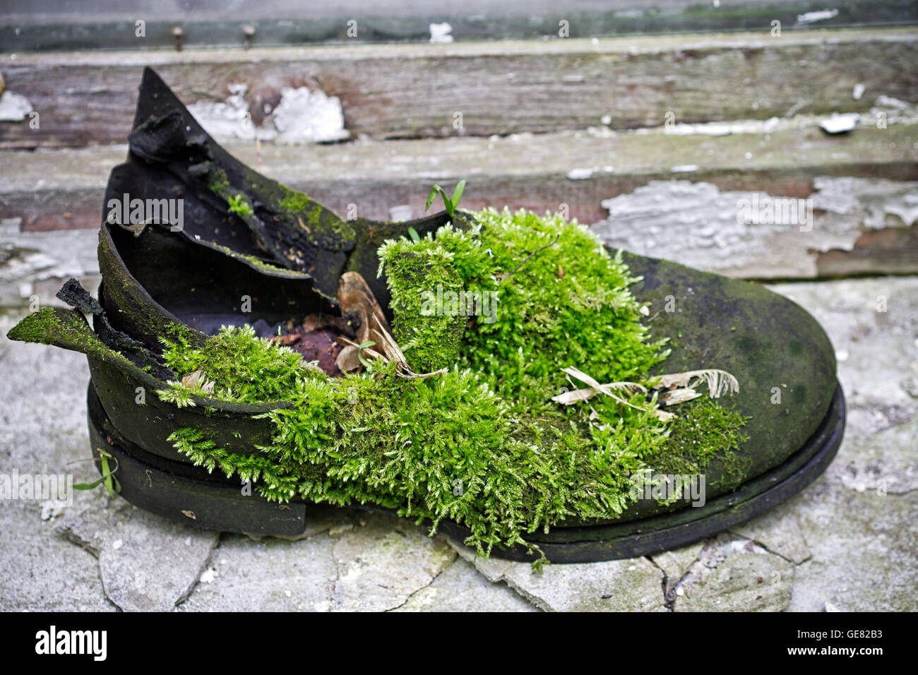 A decaying boot slowly collects moss. The abandoned town of Pripyat in ...