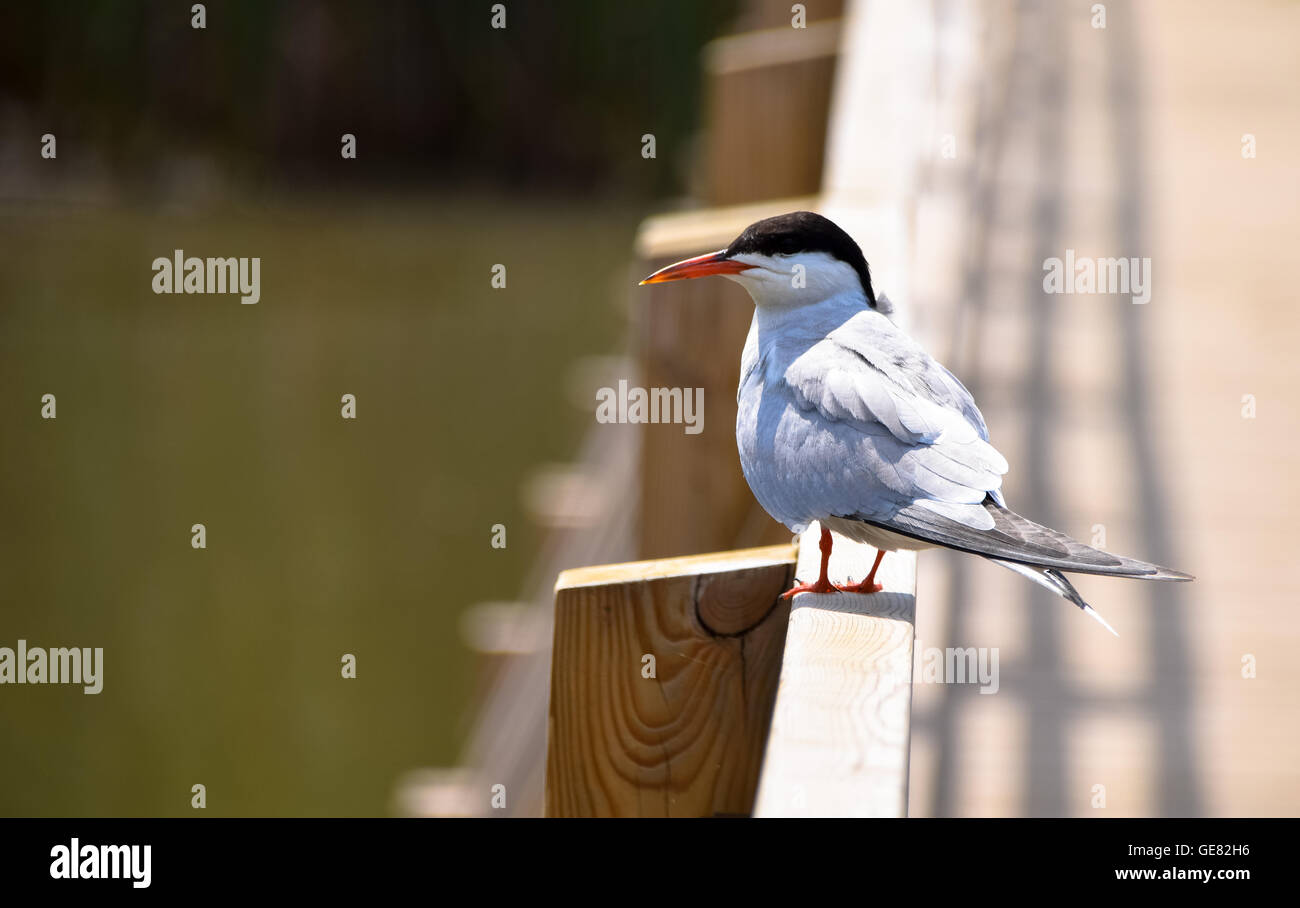 Side profile of Common Tern on a fence post Stock Photo - Alamy