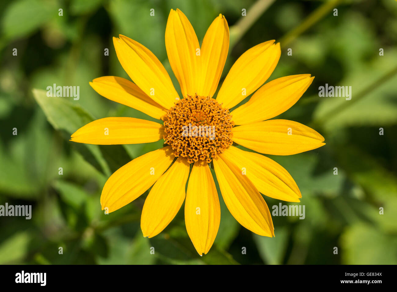 yellow garden flower isolated on natural background Stock Photo - Alamy