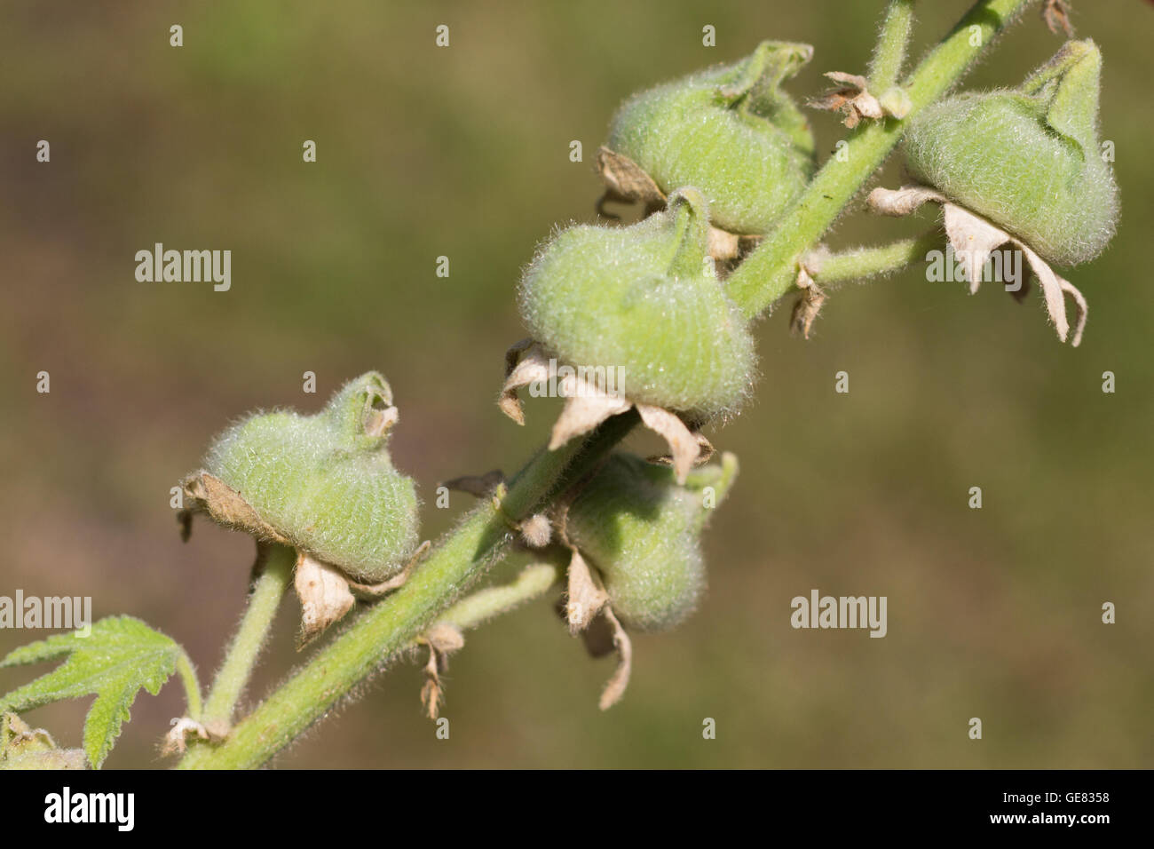 closed hibiscus bud before blooming Stock Photo - Alamy