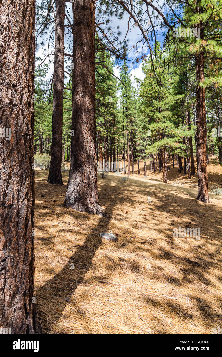 Vertical shot of Jeffrey Pine trees and their shadows, Nevada Stock ...