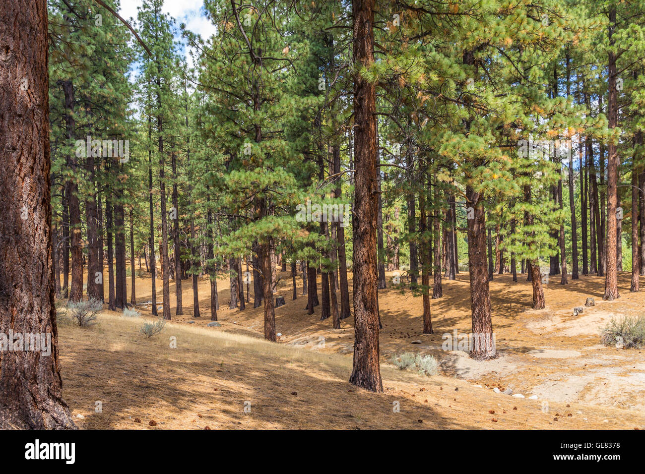 Diagonal And Vertical Lines High Resolution Stock Photography and ...