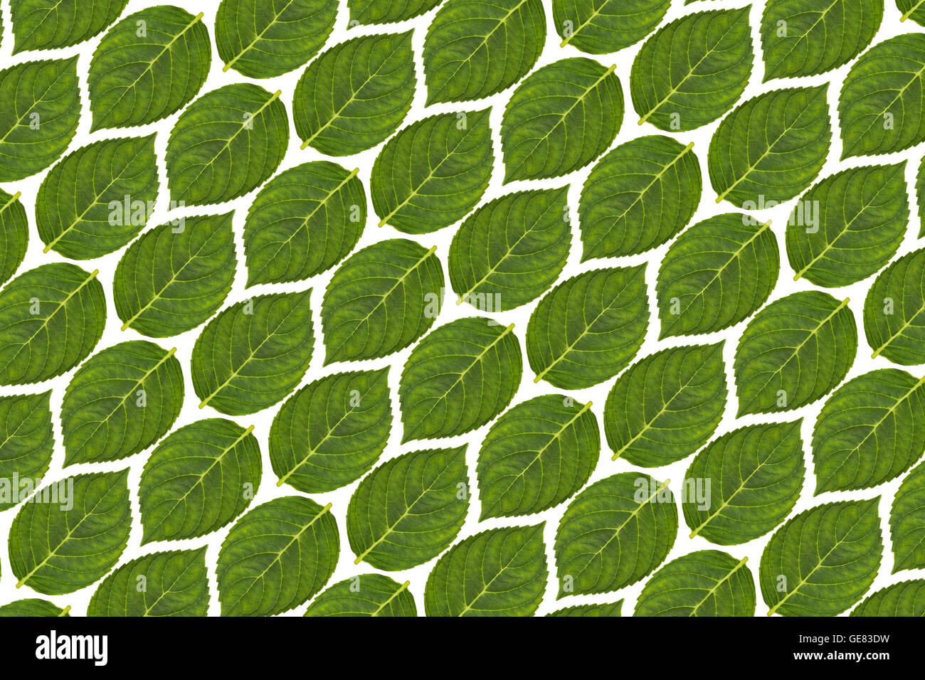 Leaf pattern hi-res stock photography and images - Alamy