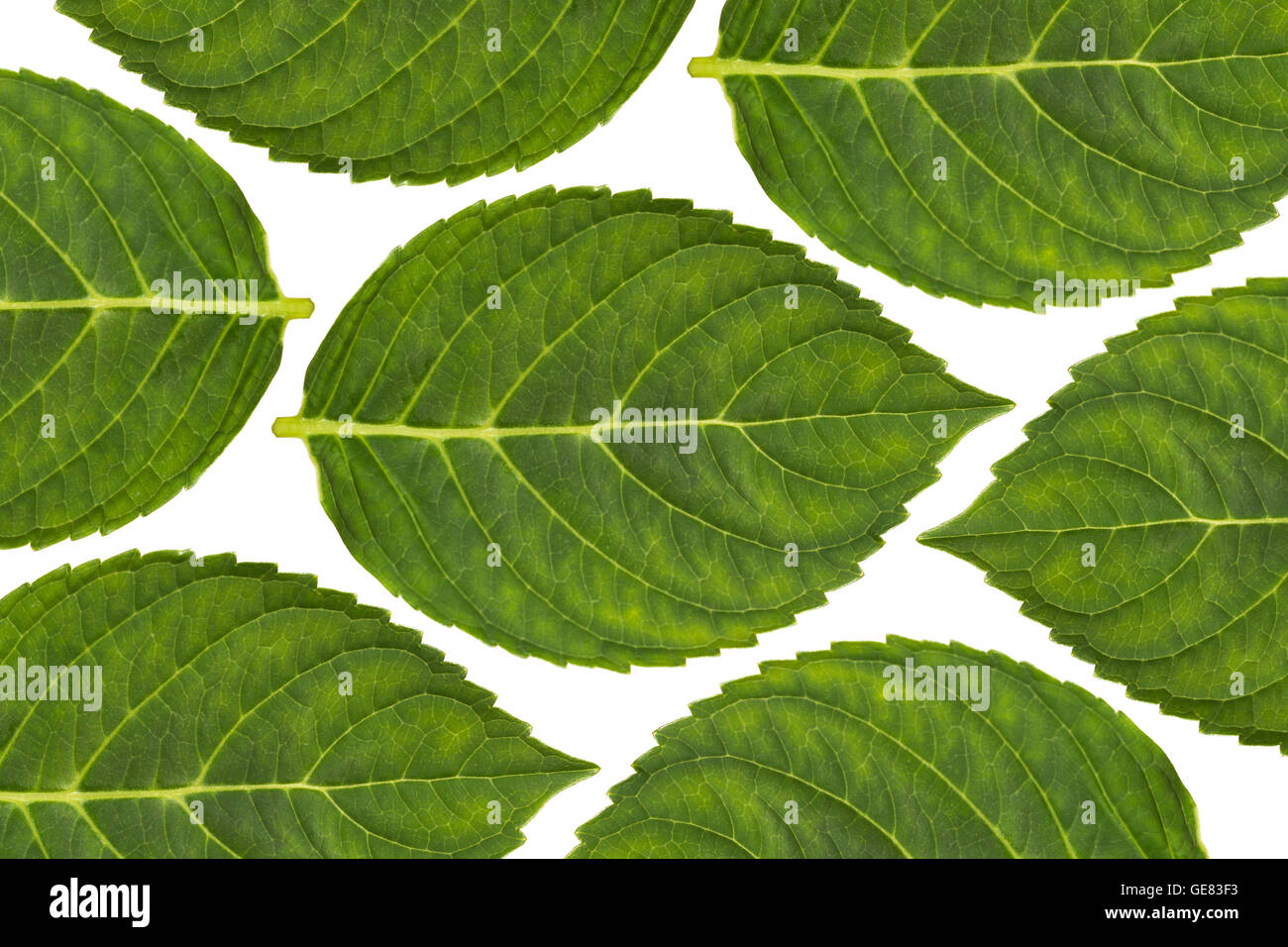 plant leaf pattern, green leaves background Stock Photo - Alamy