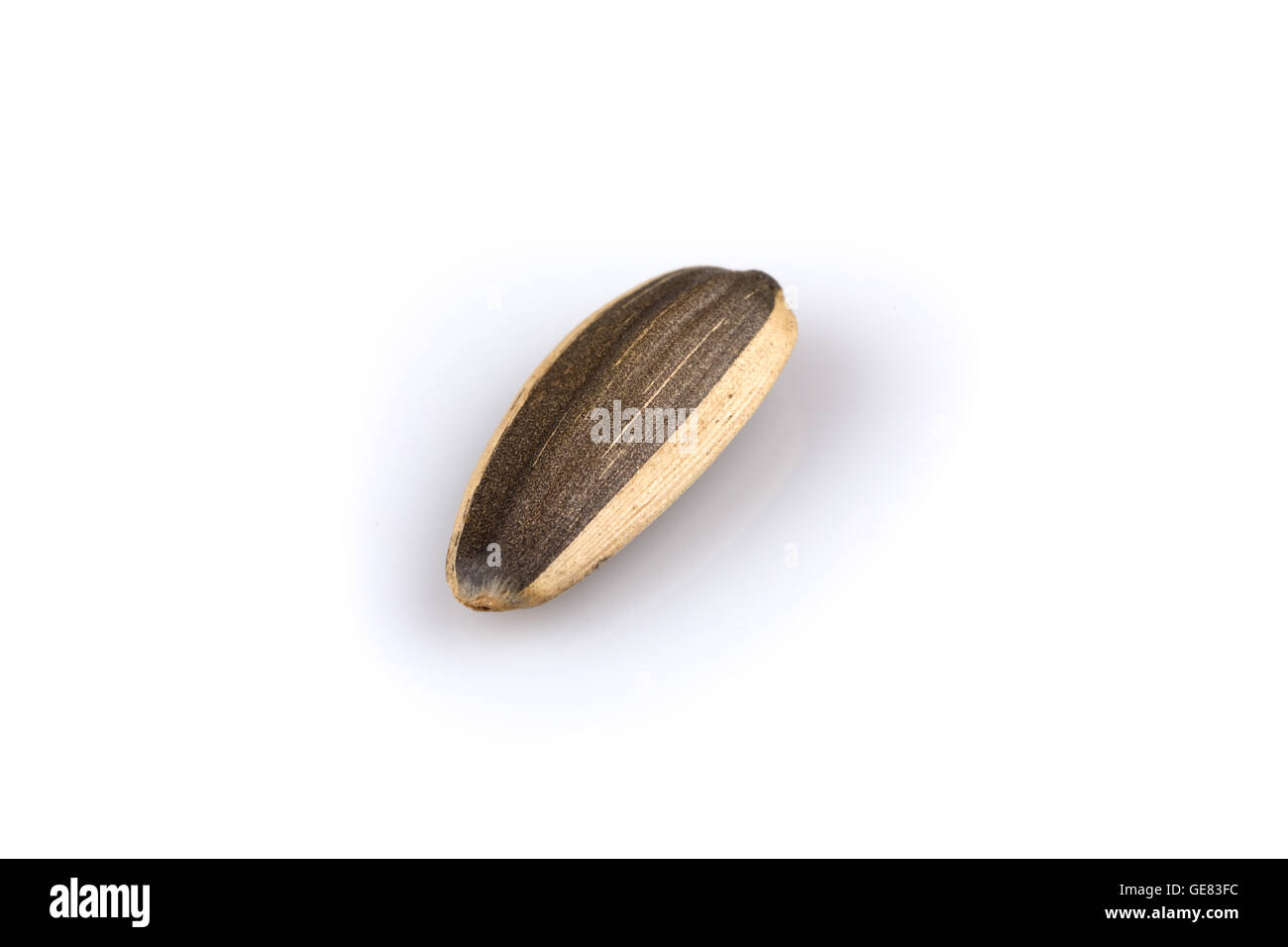 sunflower seed close up isolated on white background Stock Photo - Alamy