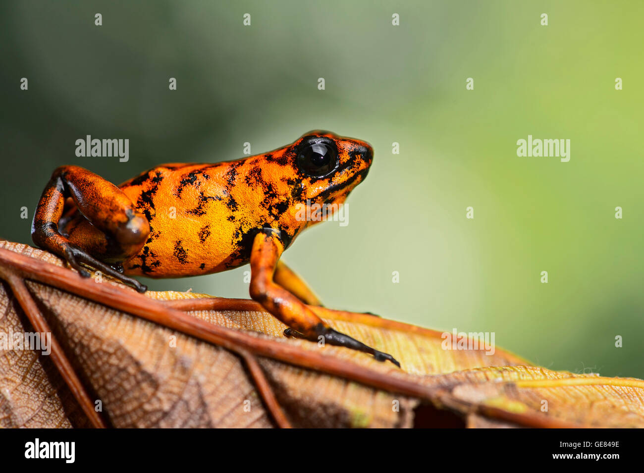 Little-devil poison frog (Oophaga sylvatica), Choco rainforest, Canande ...