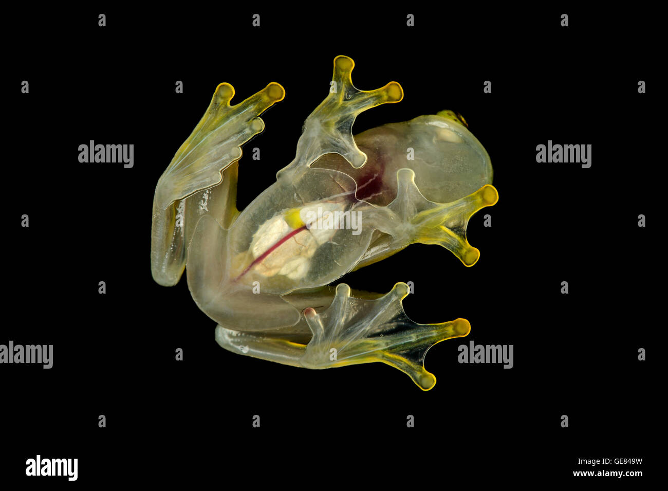 Glasfrog hi-res stock photography and images - Alamy