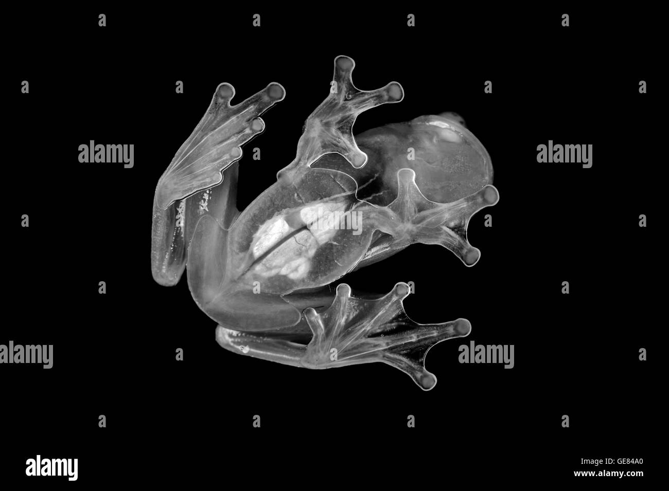 Frog Black and White Stock Photos & Images - Alamy