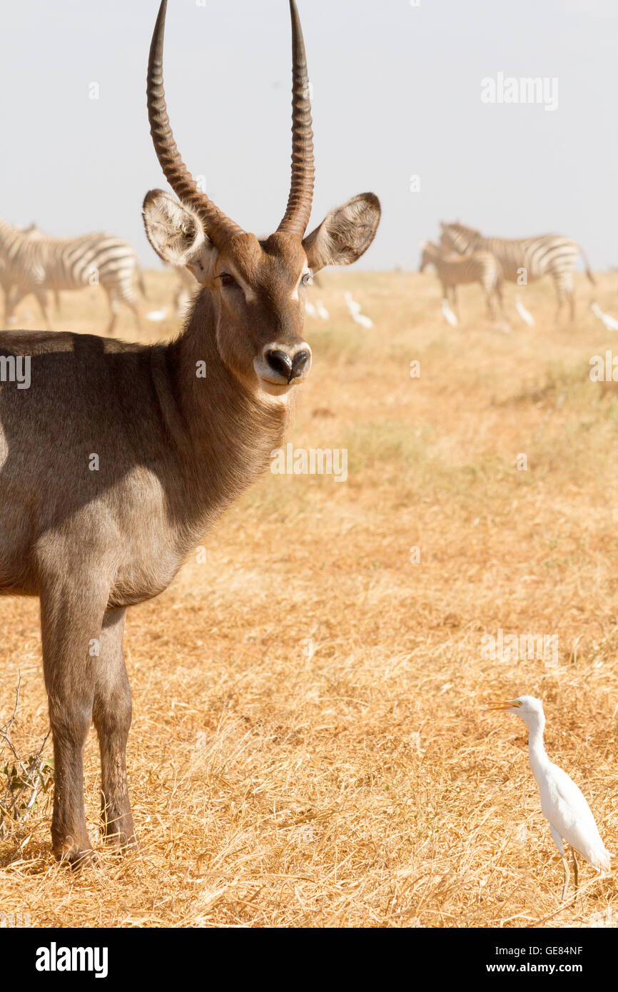 Kobus hi-res stock photography and images - Alamy