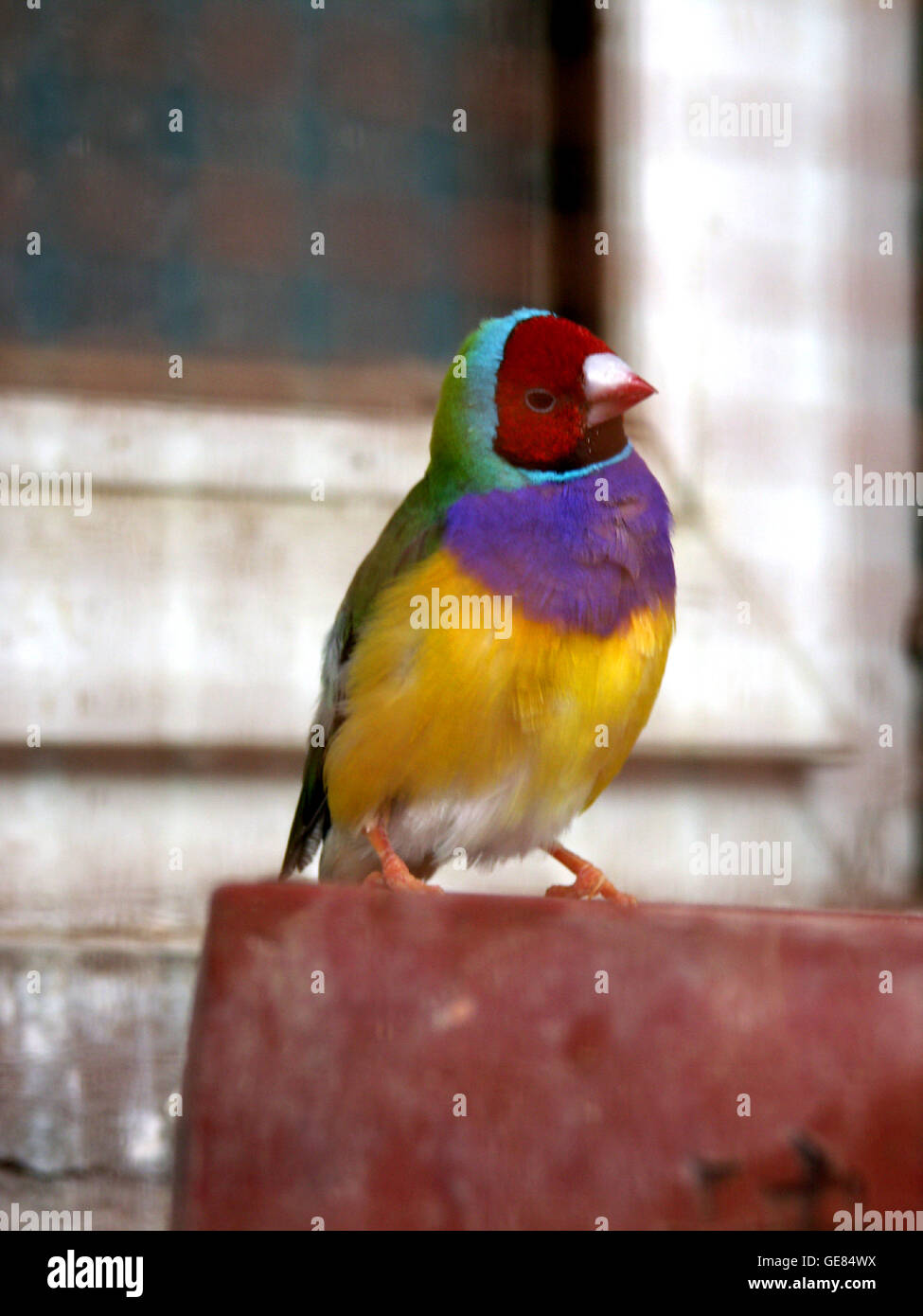 Pet finch in a hutong neighborhood. In existence for hundreds of years ...
