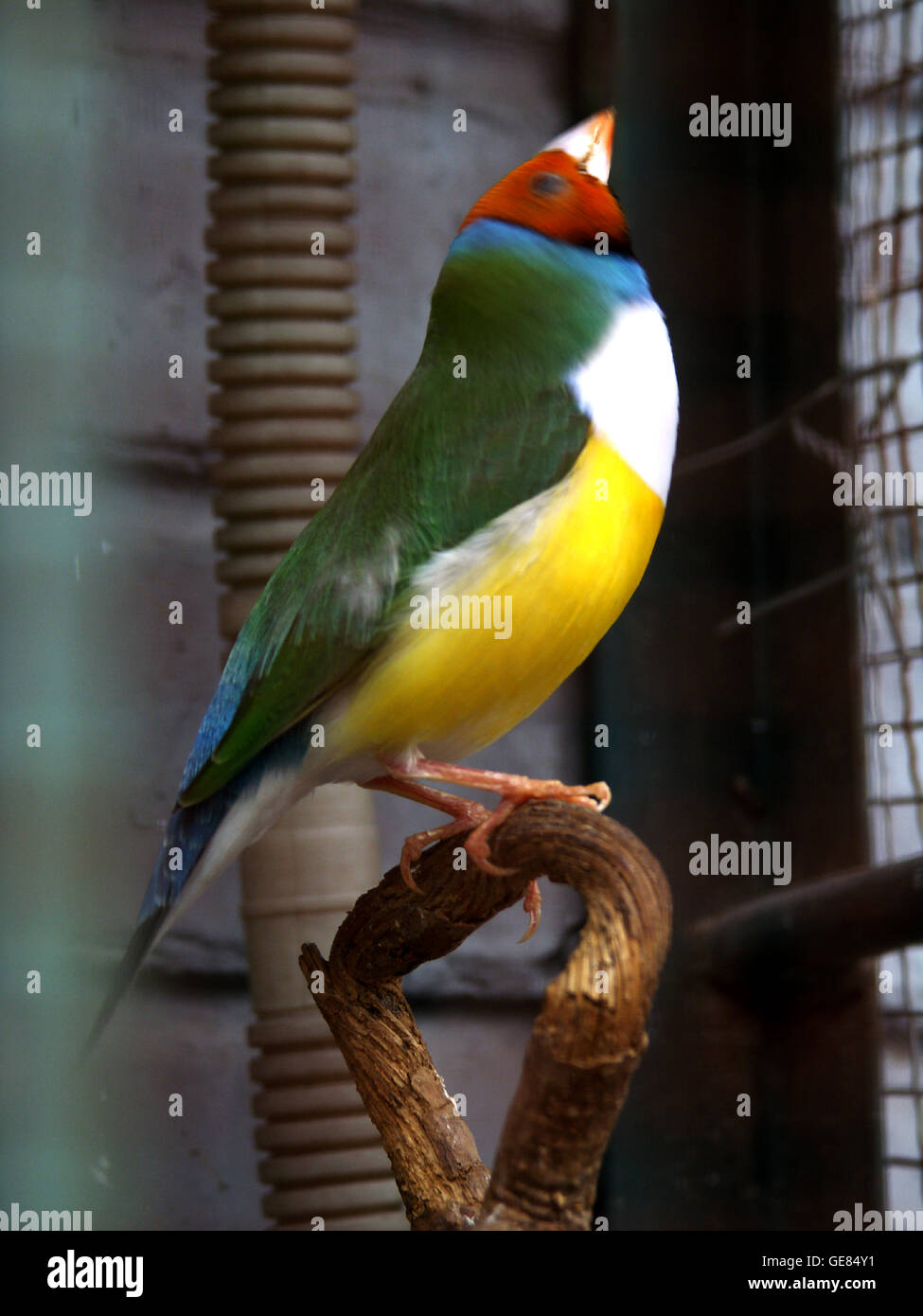 Pet finch in a hutong neighborhood. In existence for hundreds of years ...