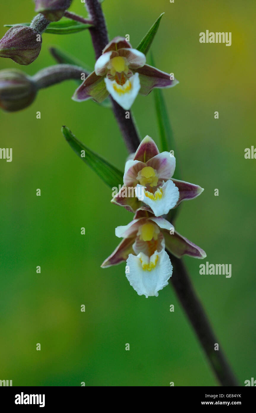 Helleborine hi-res stock photography and images - Alamy