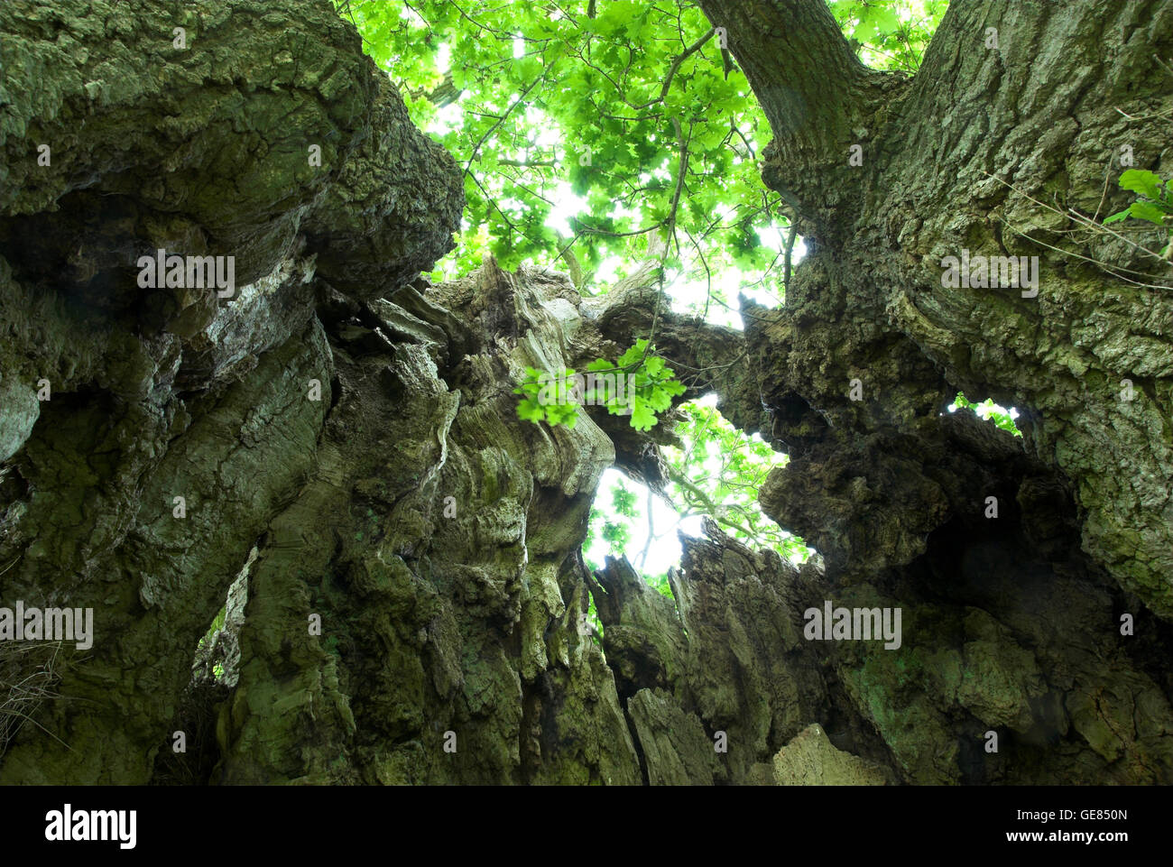 View inside hollow trunk of ancient oak tree looking up Stock Photo - Alamy