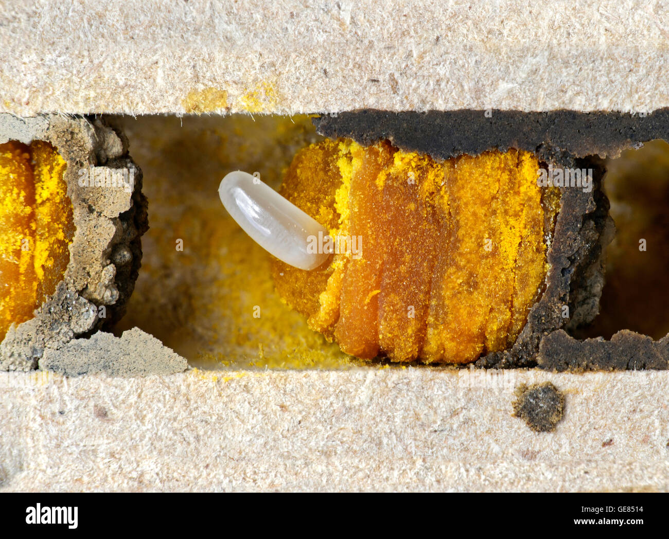 Breeding chamber in hi-res stock photography and images - Alamy