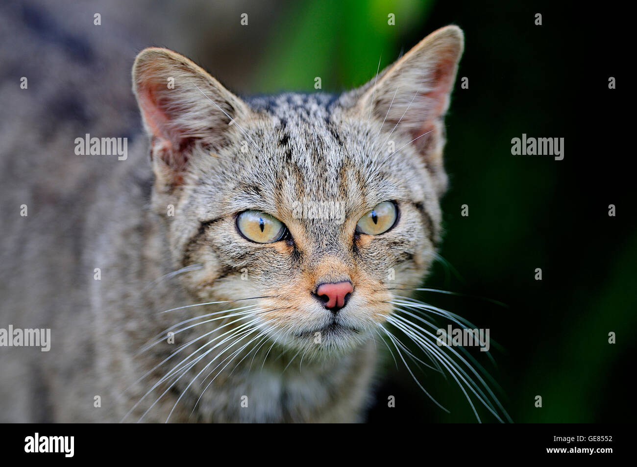 Felis hi-res stock photography and images - Alamy