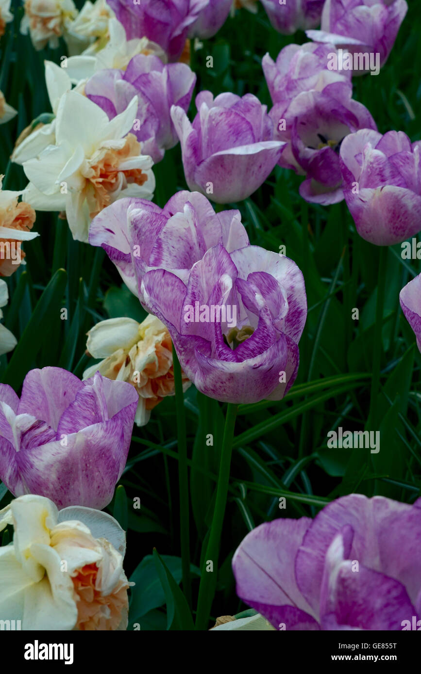 White rose pink hi-res stock photography and images - Alamy