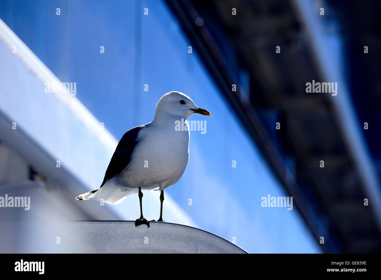 Seagull on guard duty Stock Photo - Alamy
