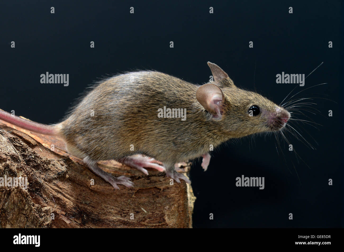 Mus domesticus hi-res stock photography and images - Alamy