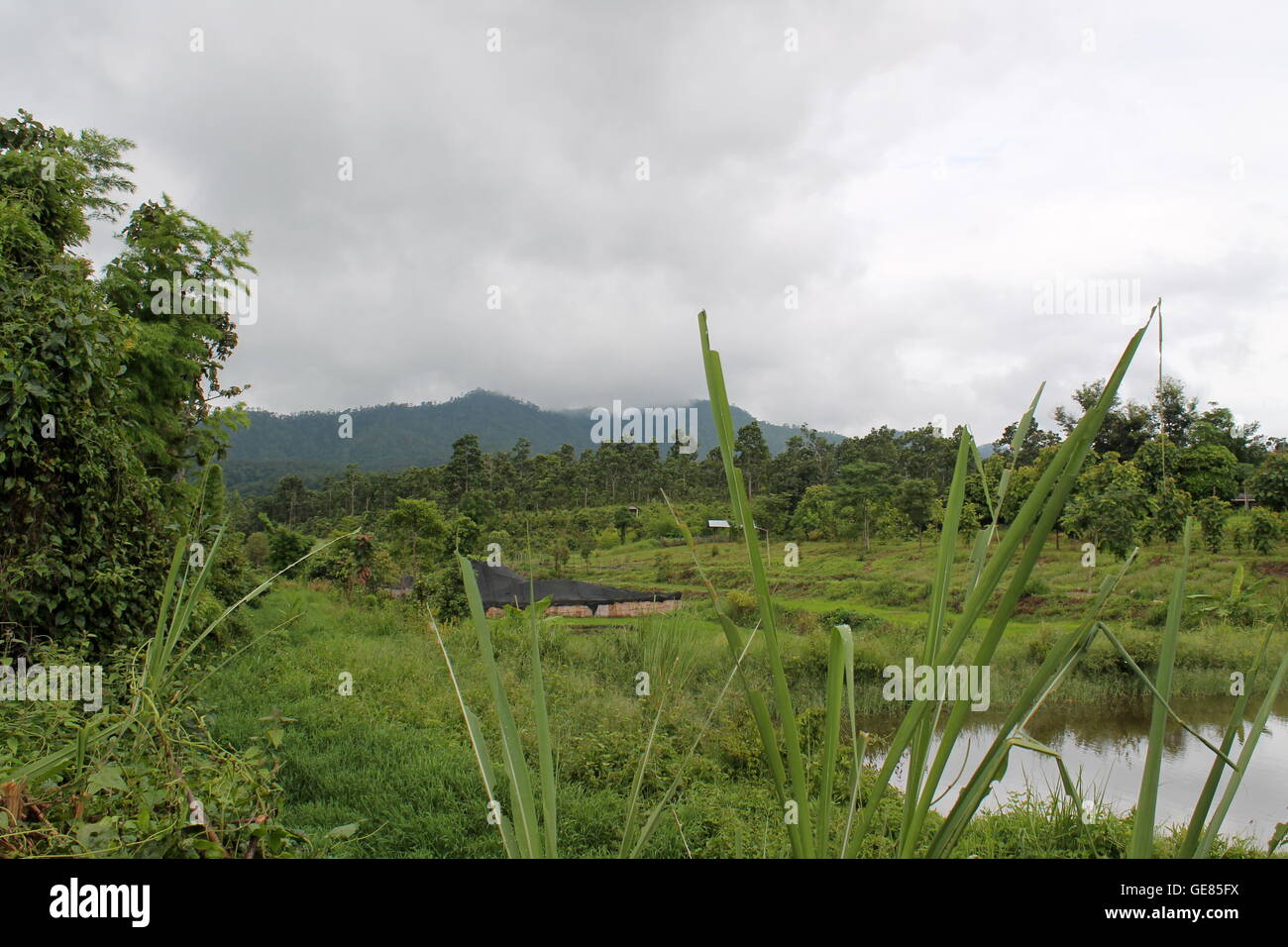 Thailand rain rice hi-res stock photography and images - Alamy