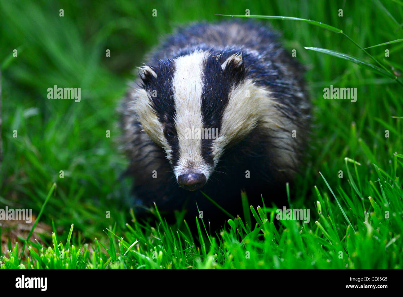 Rural badger hi-res stock photography and images - Alamy