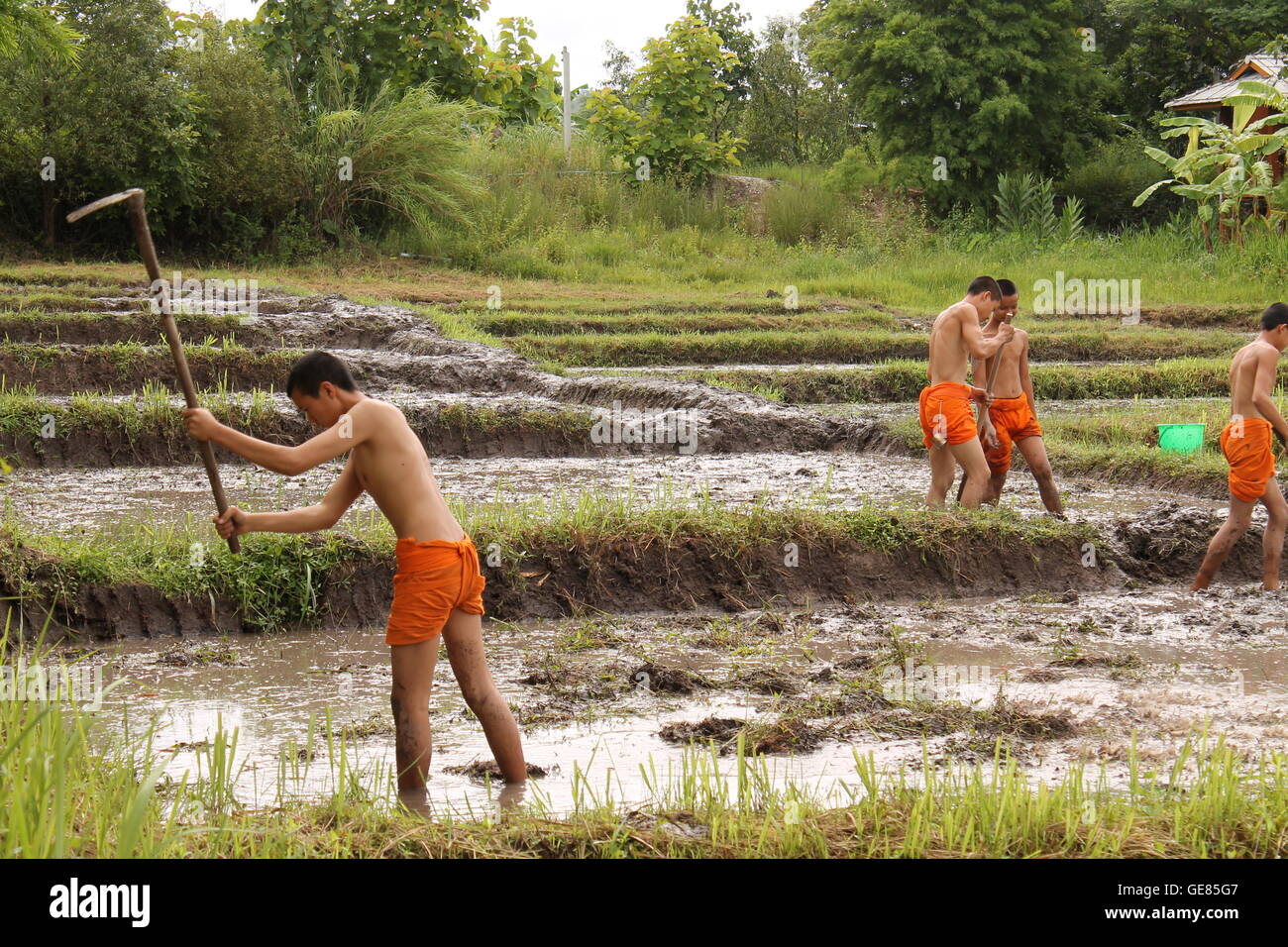 Novice monks working the rice fields in Northern Thailand Stock Photo ...