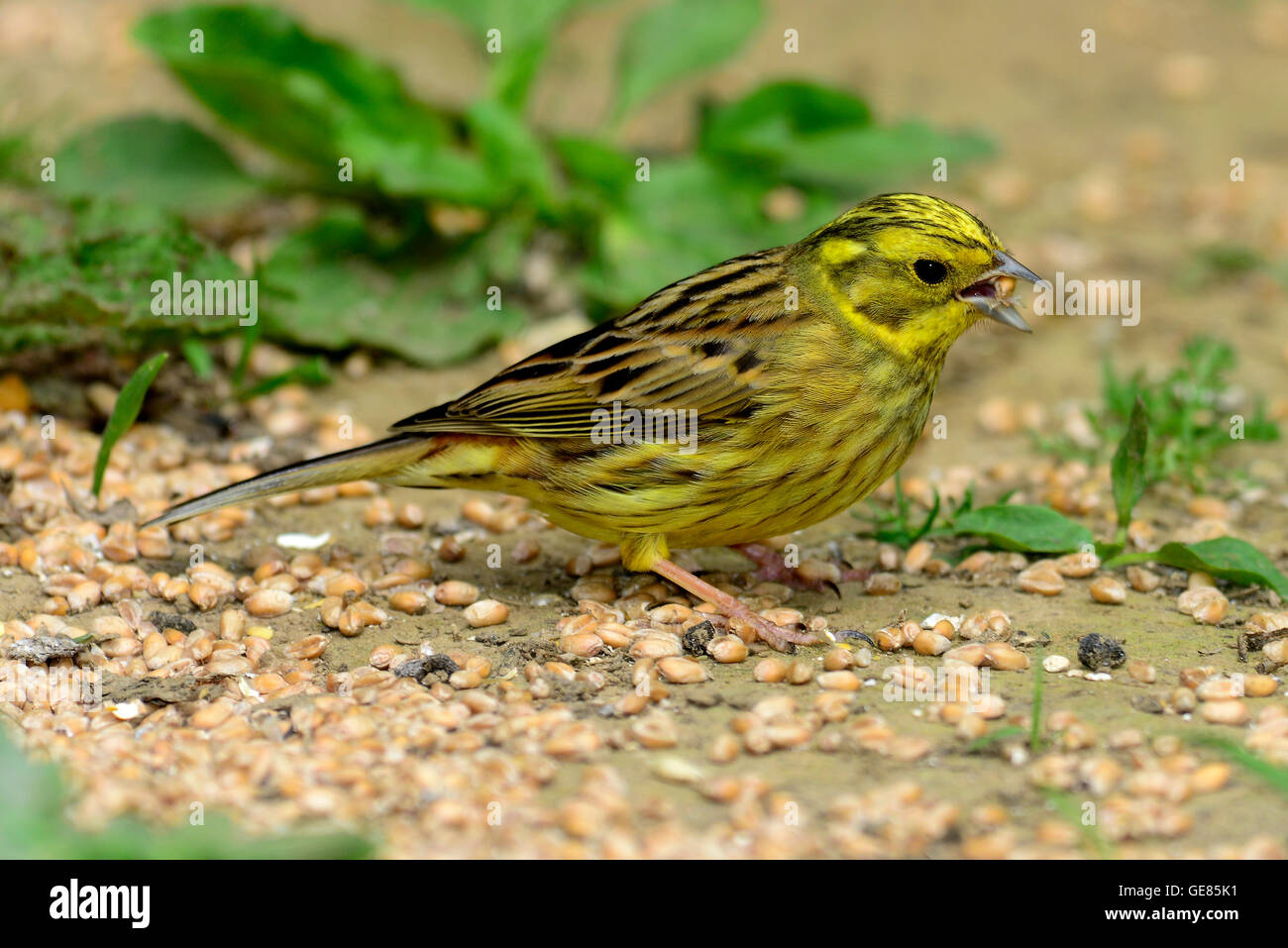 Yellowhammer fauna hi-res stock photography and images - Alamy