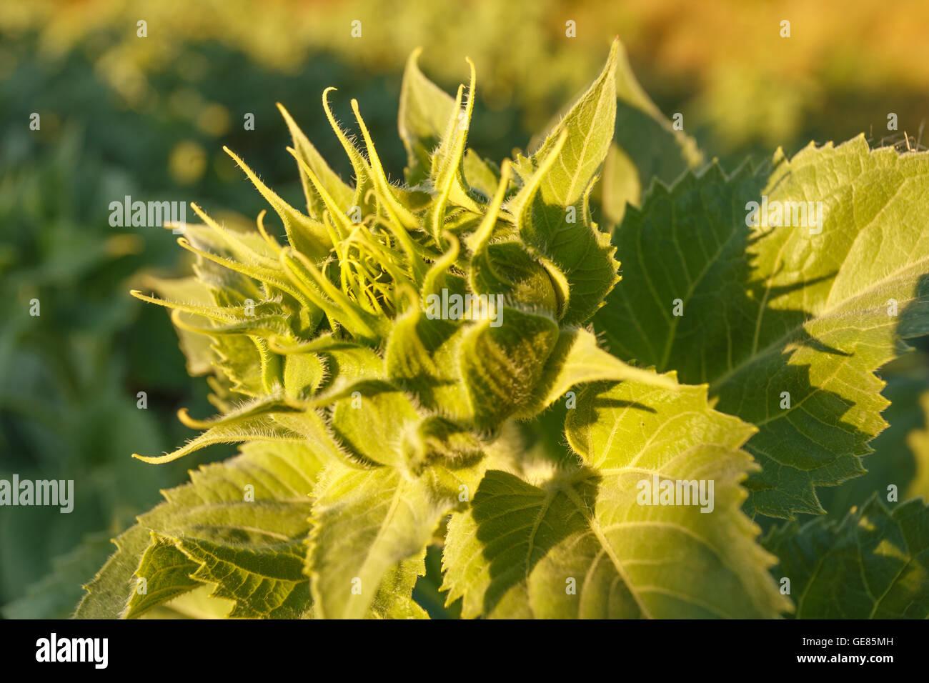 Back of sunflower head hi-res stock photography and images - Alamy