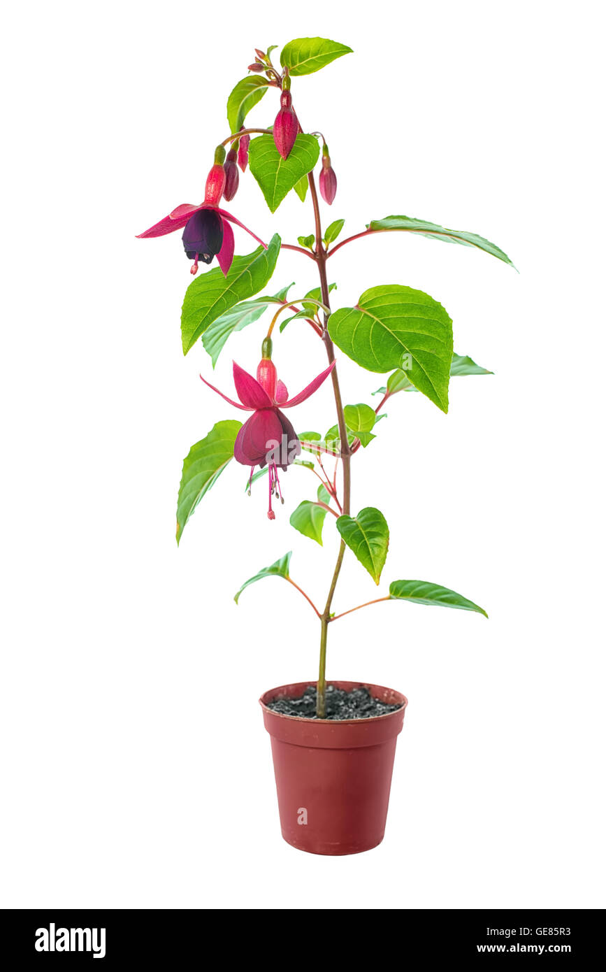blooming red fuchsia home flower standart in pot is isolated on white ...