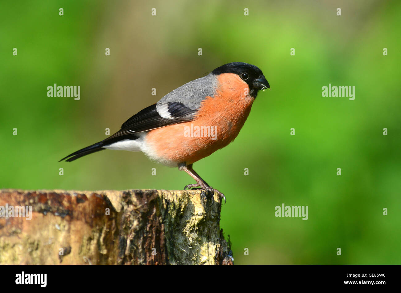 Bull finches hi-res stock photography and images - Alamy