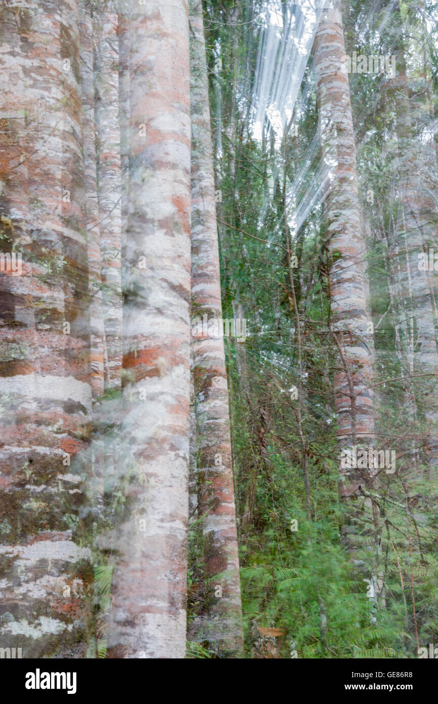 New Zealand Kauri forest trees trunks and undergrowth in zoom blur ...