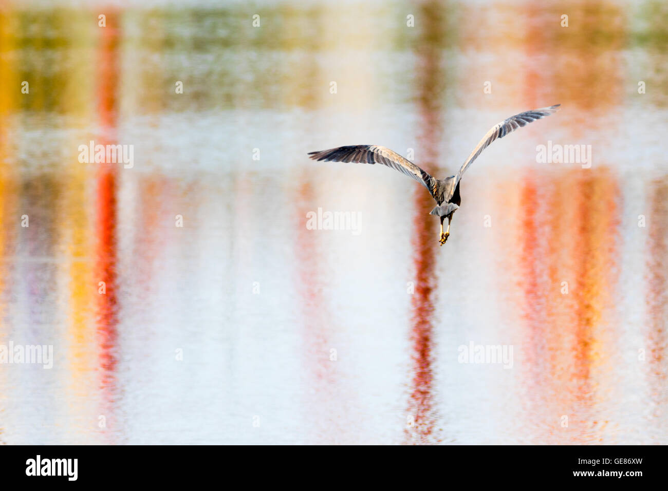 Purple Heron (Ardea purpurea). Russia, Sochi (Adler Stock Photo - Alamy
