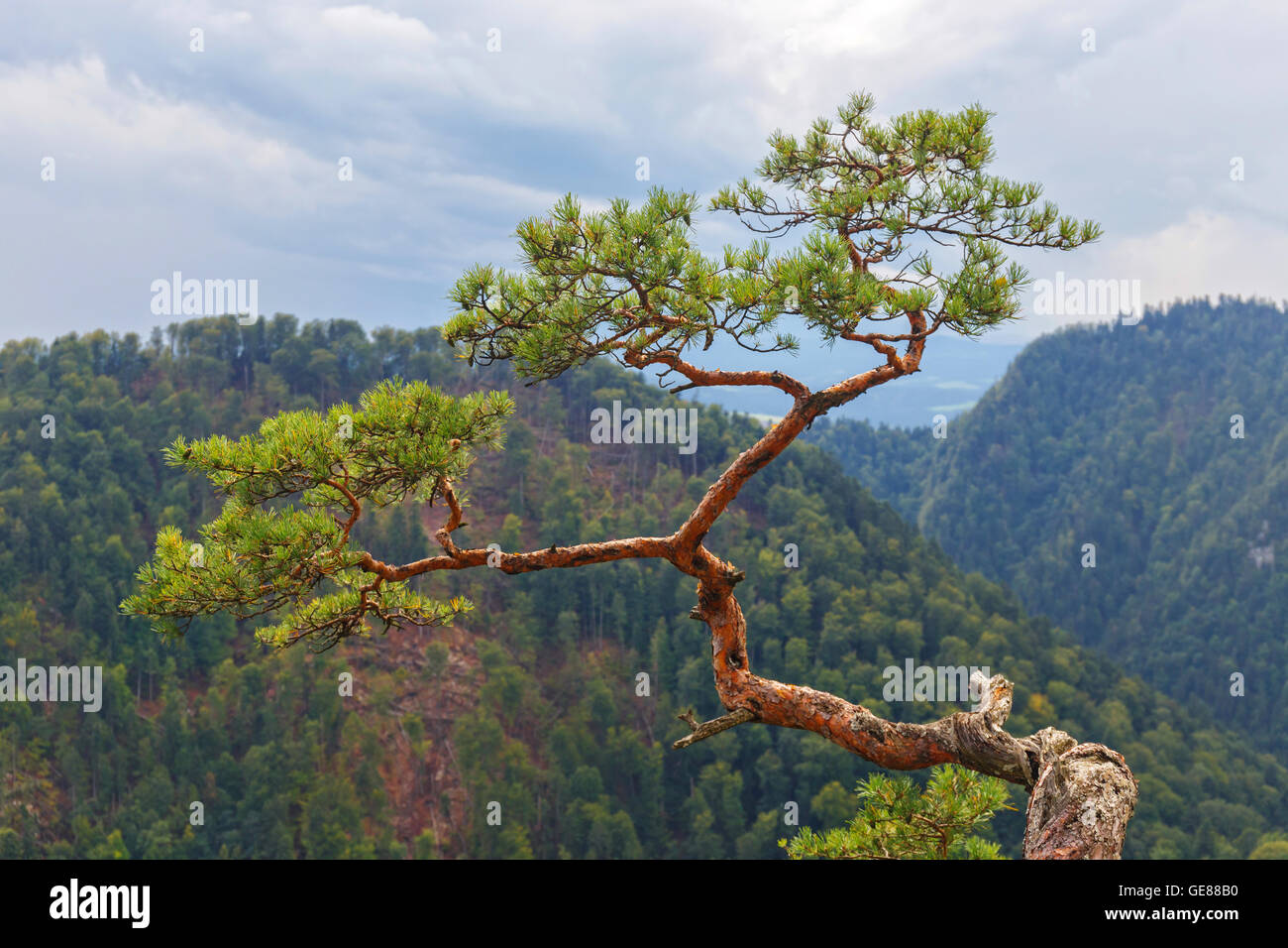 pine, most famous tree in Pieniny Mountains, Poland Stock Photo - Alamy