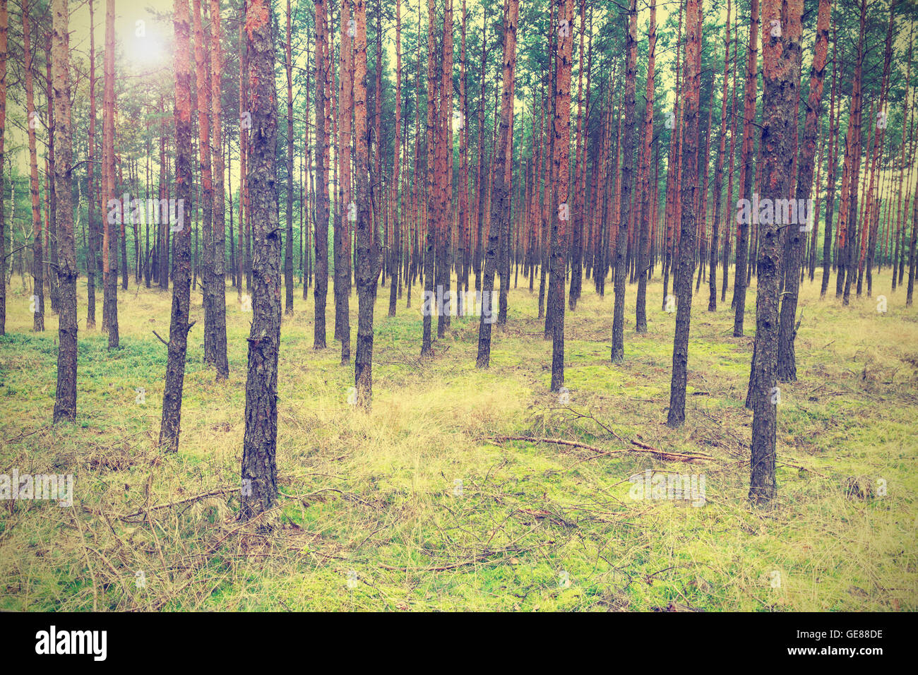 vintage forest background Stock Photo - Alamy